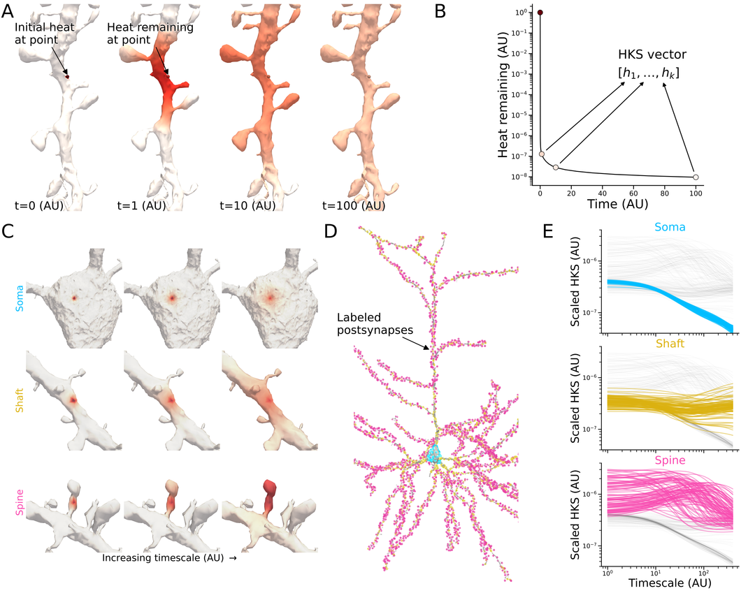 A quantitative census of millions of postsynaptic structures in a large ...